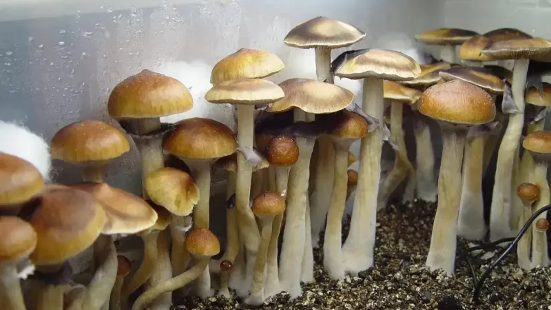 Explore Psilocybe Cubensis Ban Phang Ka (BPK) - Thailand's Mystical...