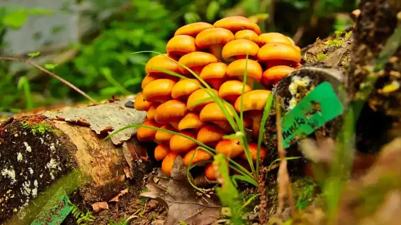 Ultimate Guide to Growing Nameko Mushrooms: Tips, Techniques, and B...