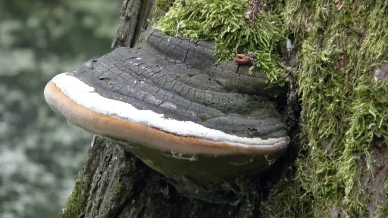 Phellinus igniarius: Health Benefits and Uses of the Fire Sponge Mu...